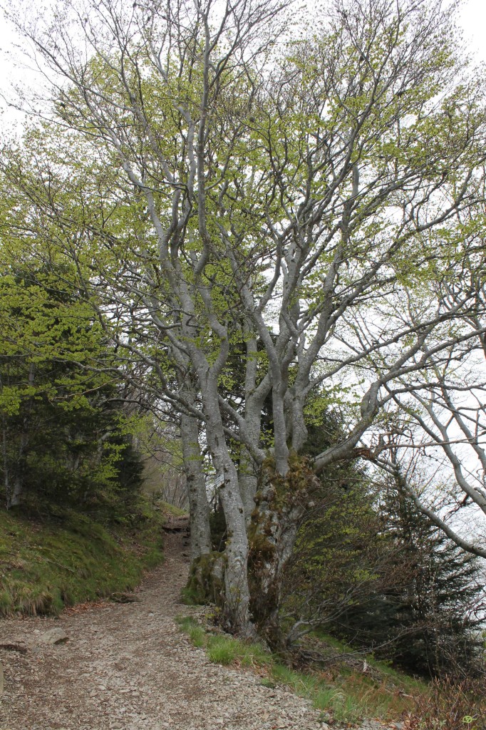 Saint-Maurice sur Moselle – Rouge Gazon – Lac des Perches – Lac ...